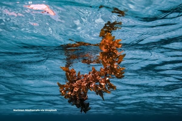Red seaweed reveals far more health benefits in preventing cancer ...