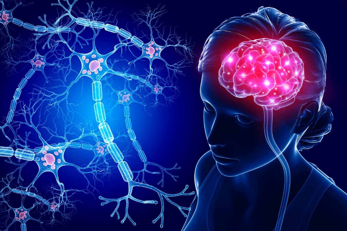 Marsupial brains mirror early human brain development, study reveals ...